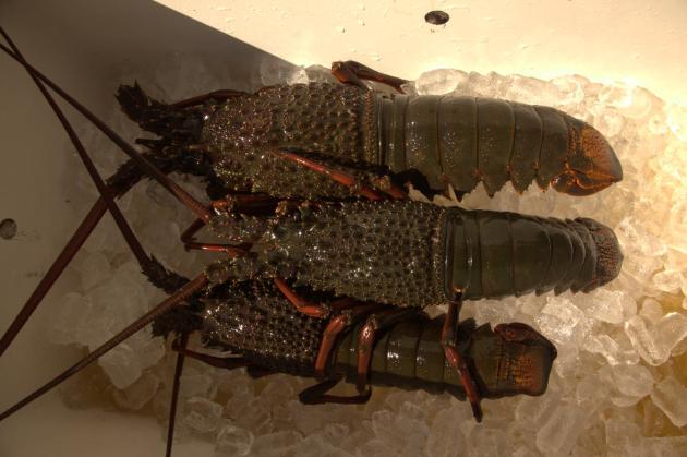 Trapping Lobsters - Fishing World